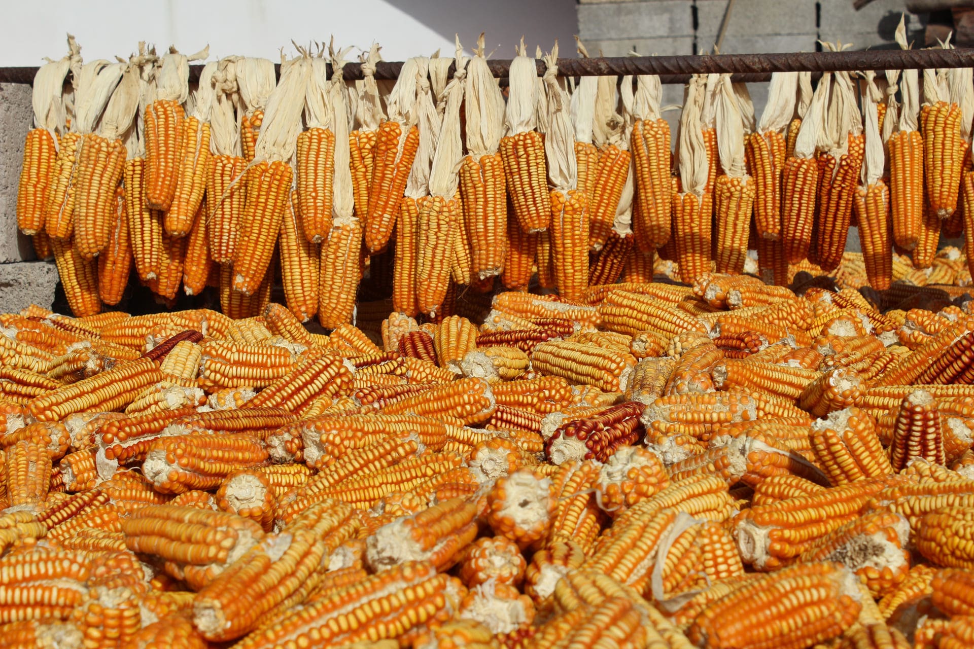 ¿Qué es el millo canario y sus beneficios? - Picón - Picón Madrid